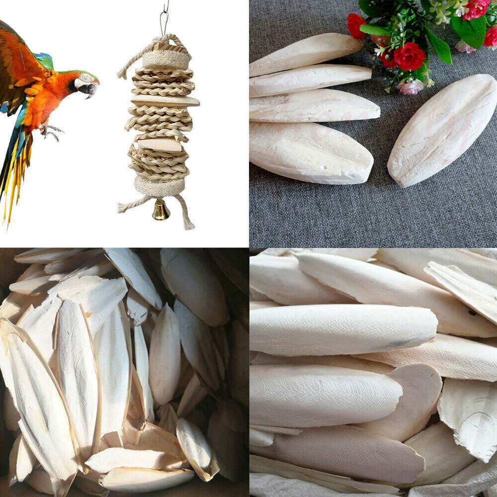10/20PC Cuttlebone Cuttlefish Bone Sepia Cuttle Fish Pet Bird Food ...