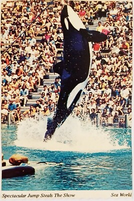 Spectacular Jump Steals Show Sea World Shamu Killer Whale California ...