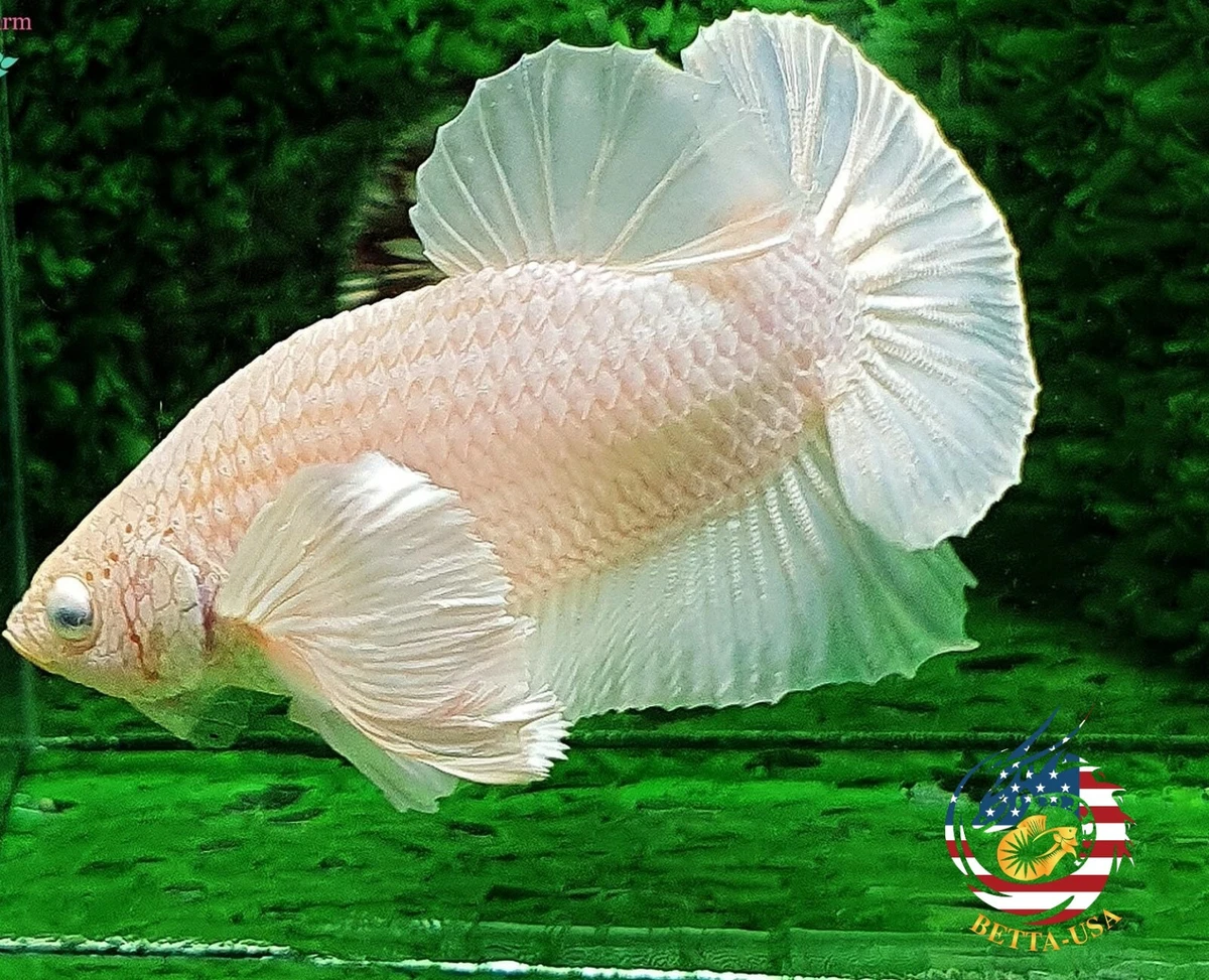 Giant Betta Vs Normal Betta