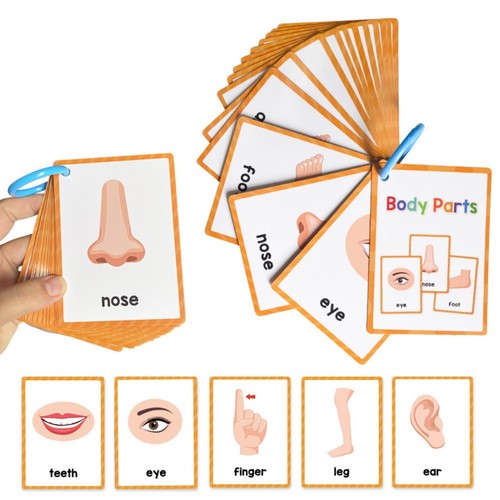 Body Parts Learning Cards | Body Parts Flash Cards For | English Pocket ...