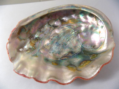 Vintage Red Ruffeled Edge Abalone Shell 7 1/2 x 5 3/4 inches. | eBay