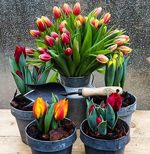 Tulip Trowel, Garden Tool for Roots and Planting | eBay