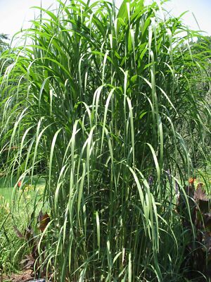 Miscanthus floridulus Giganteus GIANT SILVER GRASS Seeds! | eBay