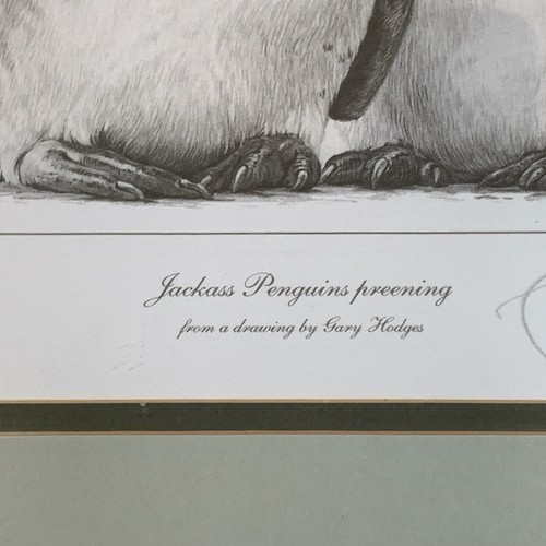Gary Hodges Limited Edition Signed Print ‘Jackass Penguins Preening ...