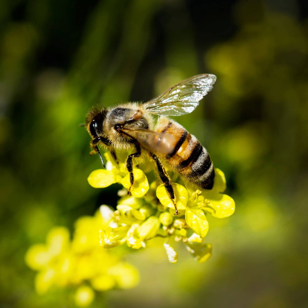 Butterfly & Bee Mix - Summer Flowering | eBay UK