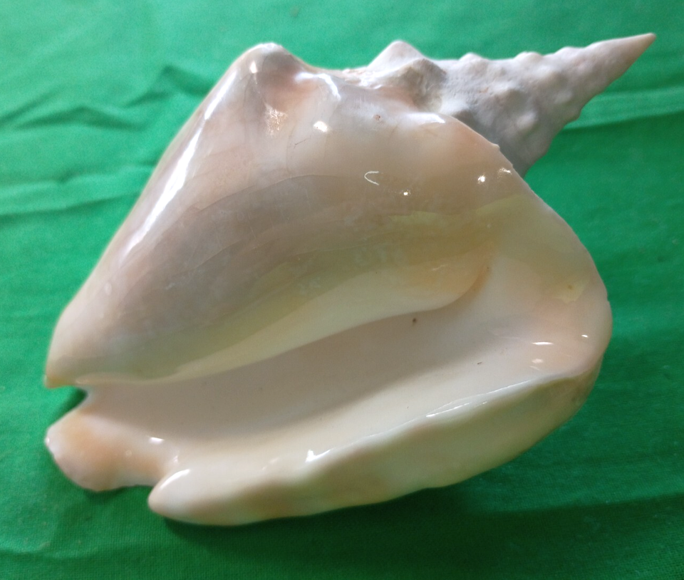 Strombus thersites #M0618 Japan 128mm | eBay