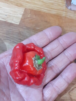 Mushroom Red - Squash Shape Hot Chilli Pepper Scotch Bonnet Habanero ...