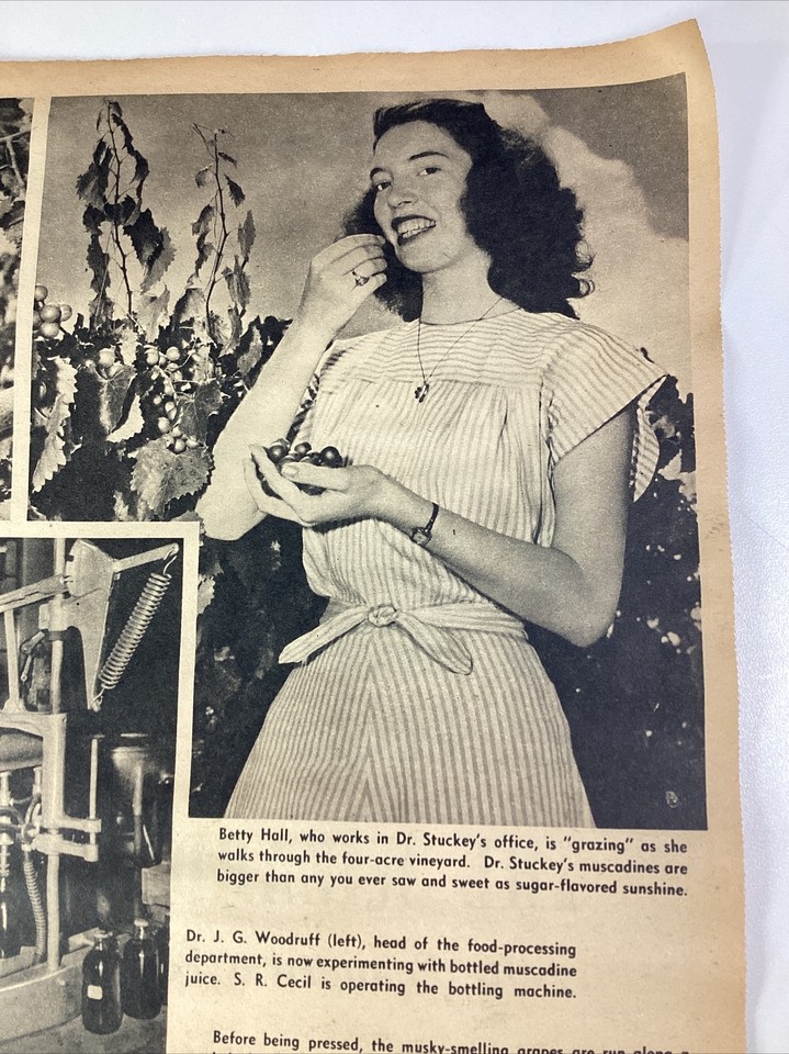 Griffin GA Print Article 1948 Experiment Stuckey Muscadine Grape UGA ...