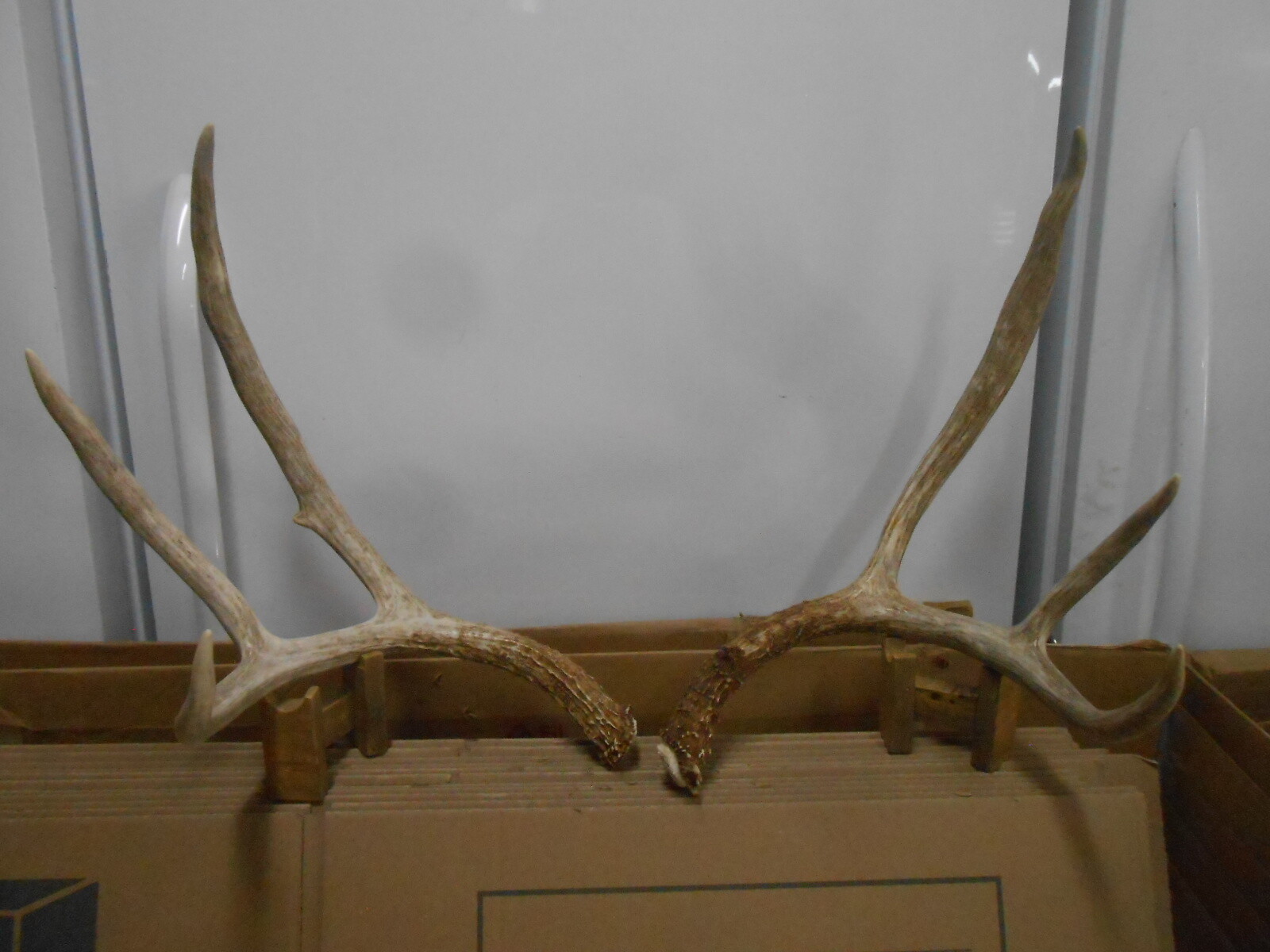 HUGE TALL 3x3 Mule DEER SHEDS antlers whitetail rack mount elk ...