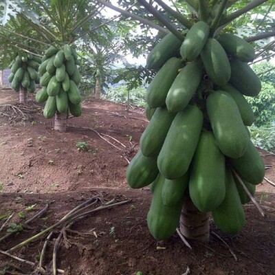 55 Seeds Calina True Dwarf Papaya FRESH Seeds .9 months from seeds ...