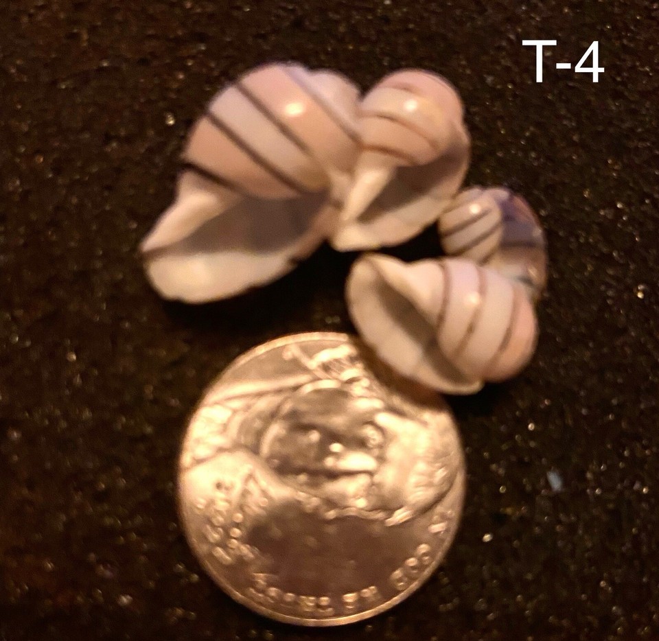 Hawaiian Hydatina Amplustre Pink Bubble Shells From Oahu | eBay