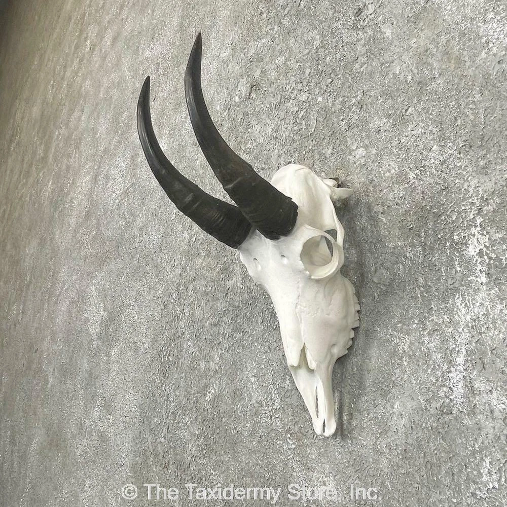 Rocky Mountain Goat Skull