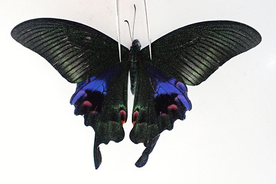 PA15115. Insects, butterflies: Papilio sp. Central Vietnam. | eBay