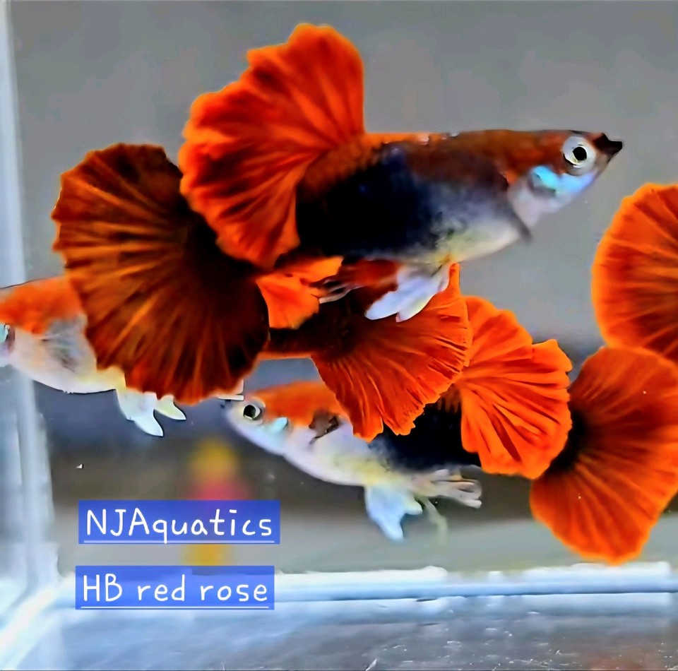 HB Red Rose - Adult 1 Trio - 1M2F - Live Guppy fish usa seller. | eBay