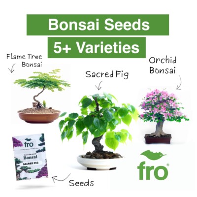 BONSAI TREE SEEDS - BONSI - GROW YOUR OWN BONSIA - PREMIUM - FAST UK ...
