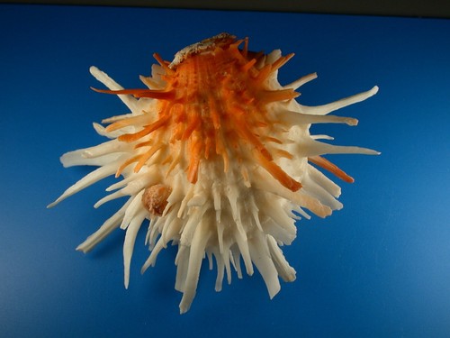 Spondylus americanus, Great Sculpture and Color, 148mm, Florida Shell ...