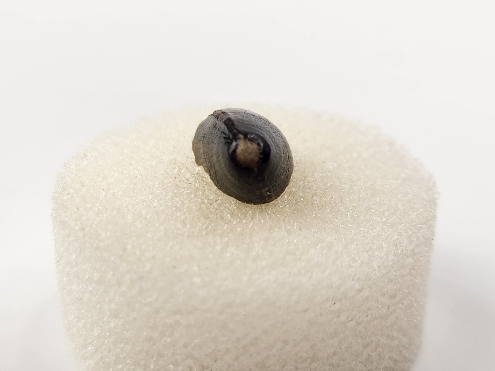 Jurassic Morrison Crocodile 0.52" Tooth Fossil - Bone Cabin Quarry ...