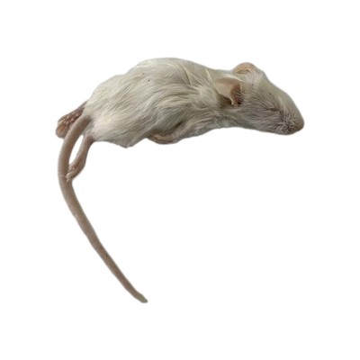 50 Frozen Feeder Medium Mice - Rodents Reptiles Snakes | eBay