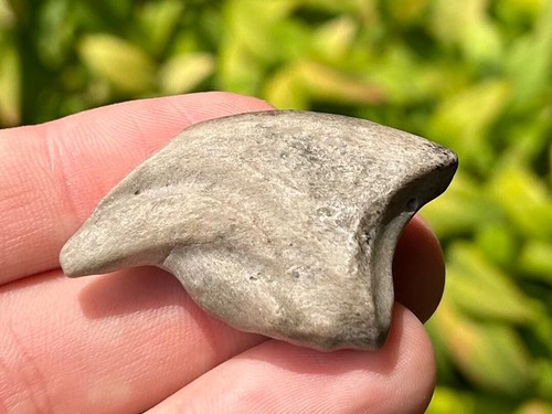 NICE Theropod Dinosaur Claw Fossil from Niger Dino Bones Kryptops ...