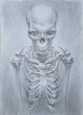 Human skeleton, original anatomy drawing, graphite pencil on paper ...