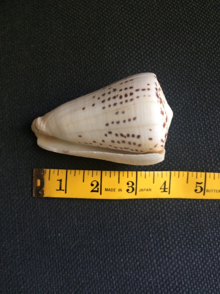 White Spot Conus betulinus leopardus Sea Shell 4" in length | eBay