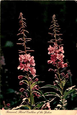 fireweed, Yukon, floral emblem, flower, pink, purple, blooms, landscape ...