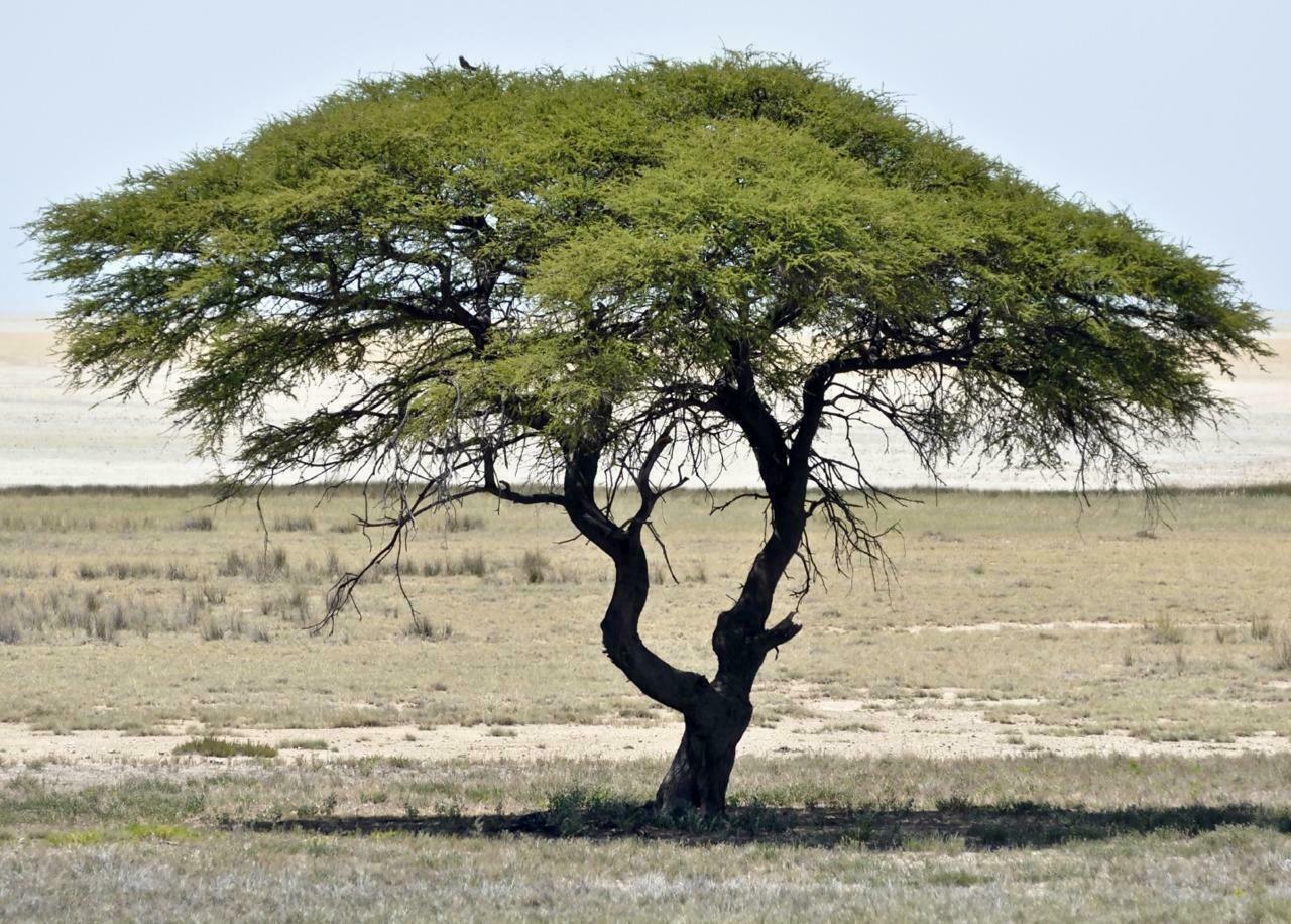 AFRICAN ACACIA TREES GLOSSY POSTER PICTURE PHOTO BANNER plants ...