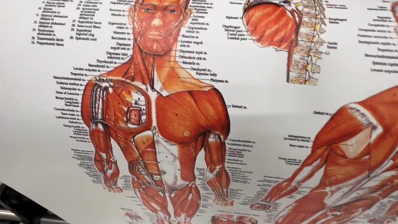 HUMAN THE MUSCULAR SYSTEM DIAGRAM CHART MUSCLES PRINT ANATOMICAL Human ...