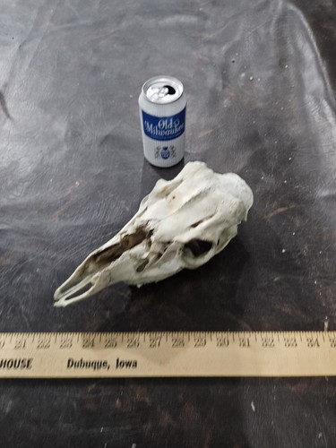 Real Whitetail Shed Buck Deer Skull Taxidermy Decor Rustic | eBay