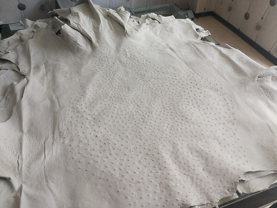 Ostrich Leather Hide, white color 16 sqft 100% Genuine ostrich skin ...
