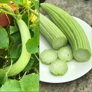 ARMENIAN SNAKE MELON TWO FEET LONG CRISP CUCUMBER TASTE HUGE CROPS 10 ...