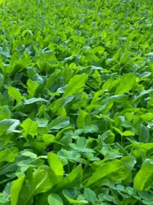 Chicory food plot seed PROMOTES BODY AND ANTLER GROWTH (2.5lb bag) Free ...