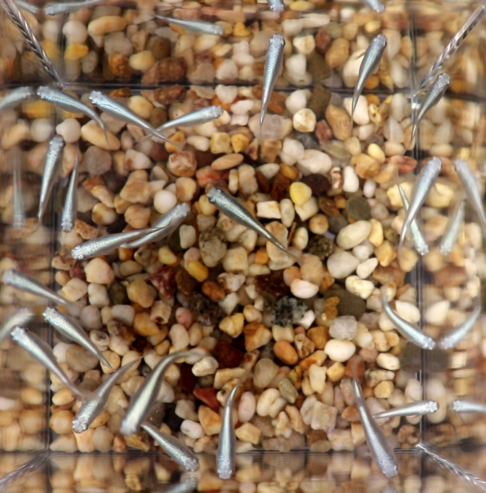 8 Medaka, Platinum Blue Miyuki Japanese Rice Fish, Easy Hardy Aquarium ...