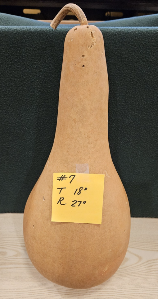 TALL GOURD CLEAN DRIED THICK HARD SHELL CRAFT READY | eBay