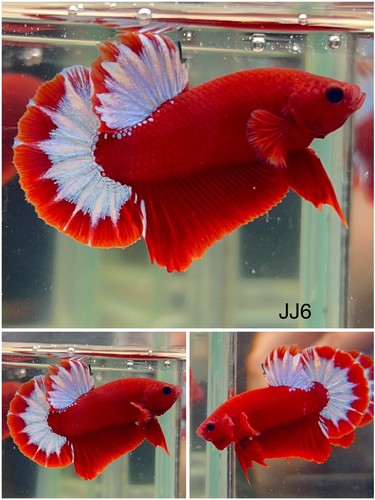 Male Betta Live Fish - Koi Red Fancy HMPK - JJ6 - High Quality A++ | eBay
