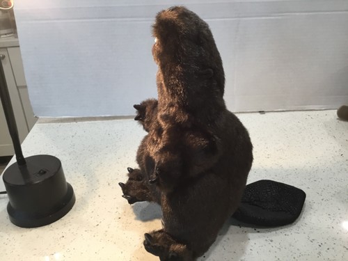 Folkmanis Beaver Full Body Hand Stage Puppet Movable Mouth 10” Tall ...