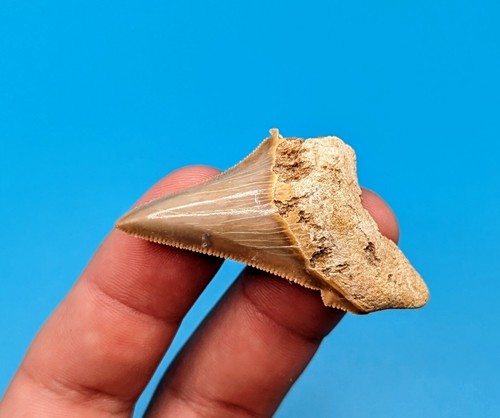 Razor Sharp 2" Angustiden Shark Tooth South Carolina Gem | eBay