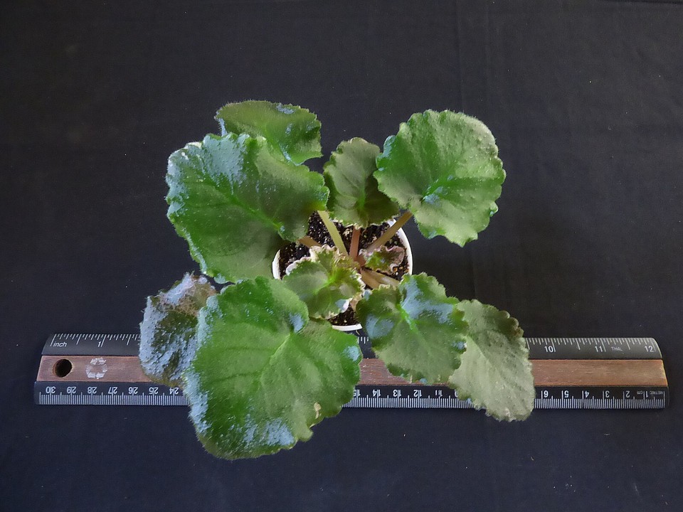 African Violet Plant "Pink Feathers" | eBay