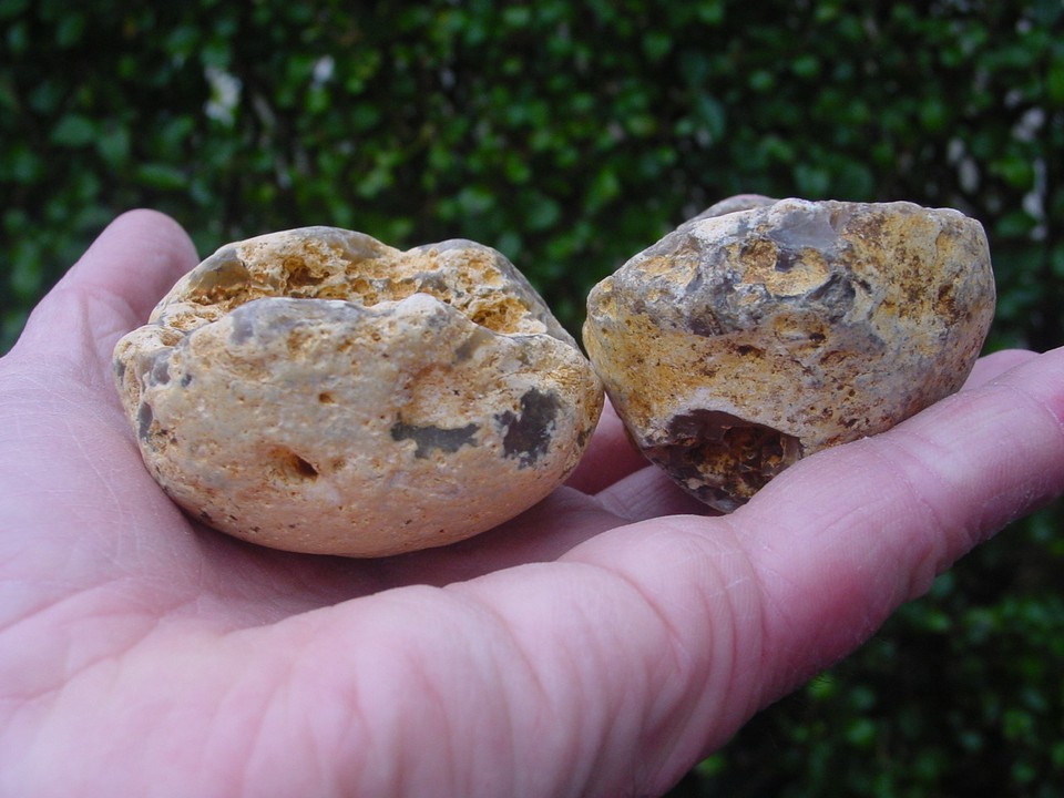 2 Cretaceous Flint SPONGE's Hampshire England | eBay UK