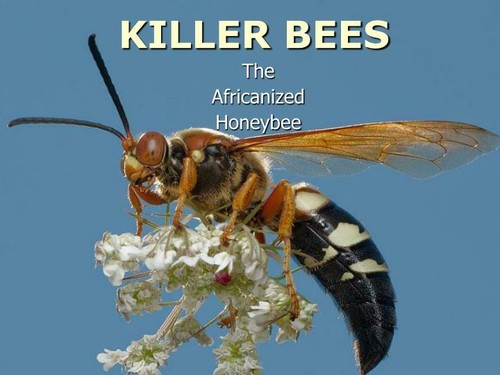 24 Rare Real Africanized bee {{{ KILLER }}} Honey Bees Dry SPECIMEN ...