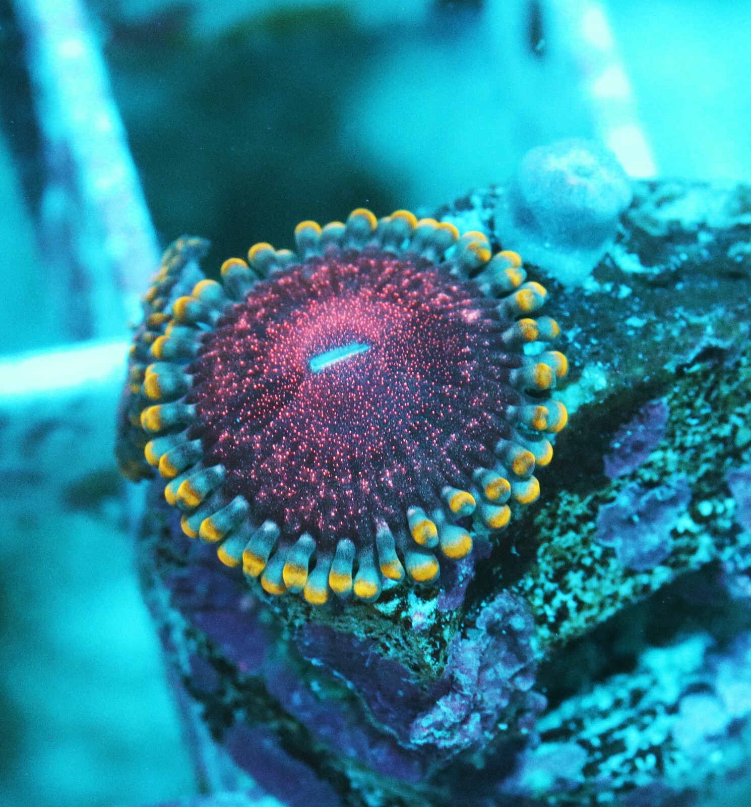 Montezuma Revenge Paly Zoanthids Paly Zoa SPS LPS Corals, WYSIWYG | eBay