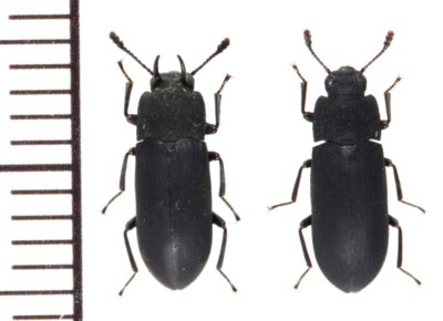 Tenebrionidae: Cryphaeus satoi pair ,A1, unmounted,Japan,beetle | eBay