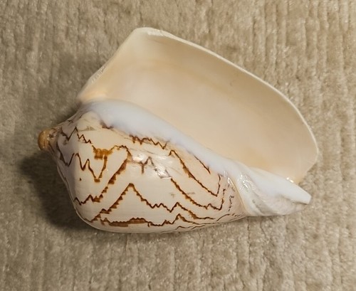 Voluta Nobilis /Cymbiola Nobilis Shell Polished Large 5 1/2 In | eBay