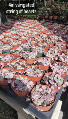 RARE Variegated String of Hearts (Ceropegia woodii) - 5 tuber strings ...