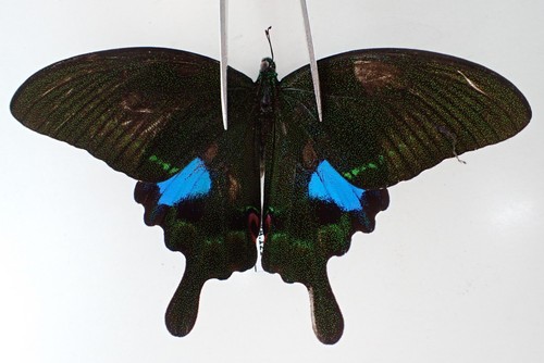PA12144. Unmounted butterflies: Papilio sp. Vietnam. Ha Giang( Moldy ...