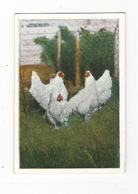 22/490 SAMMELBILD HUHN HÜHNER WEISS ITALIENER HVIDE- WYANDOTTES | eBay