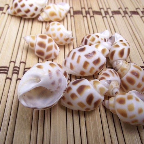 20 pcs Natural Shells Mini Polka Dot Sea Conch Ornaments Decor Aquarium ...