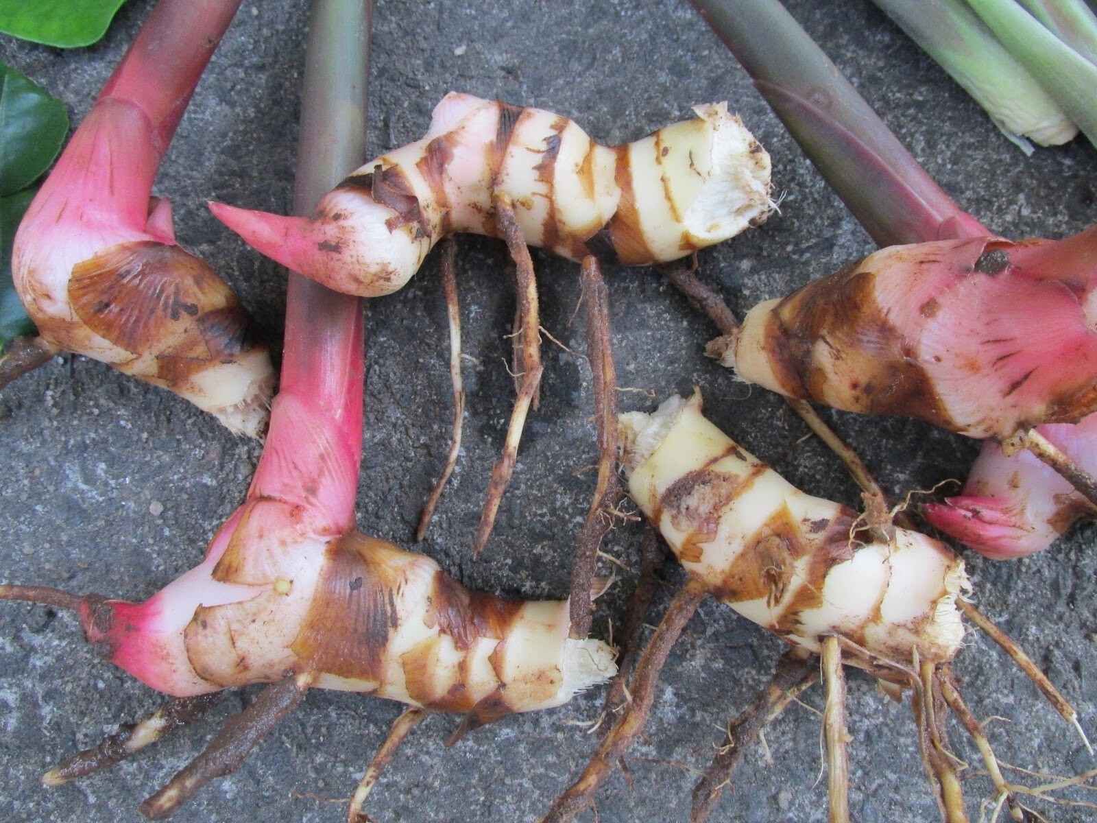 HELICONIA ROSTRATA HANGING LOBSTER CLAW LIVE RHIZOME EXOTIC TROPICAL ...