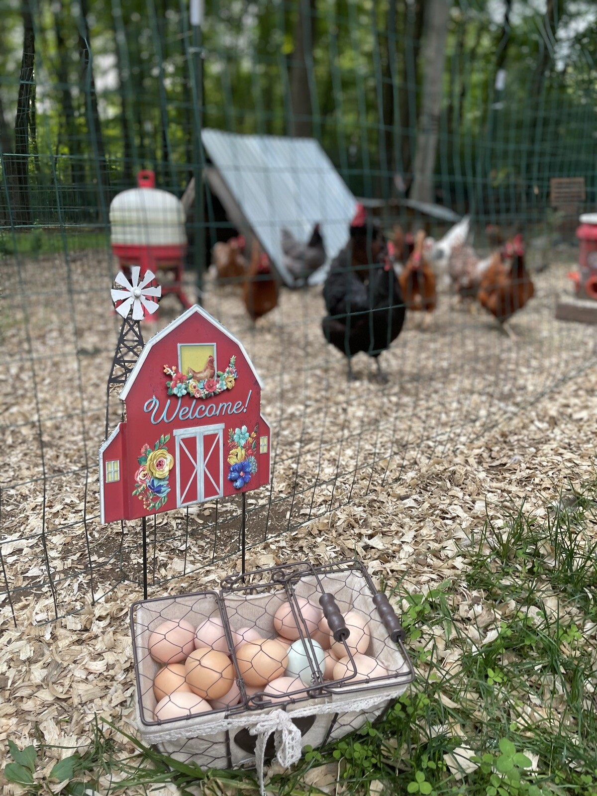 12+ fertile hatching Chicken egg BARNYARD MIX - Blue Laced Red ...