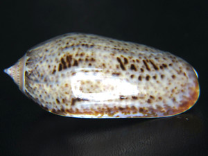 seashellauction | eBay Stores